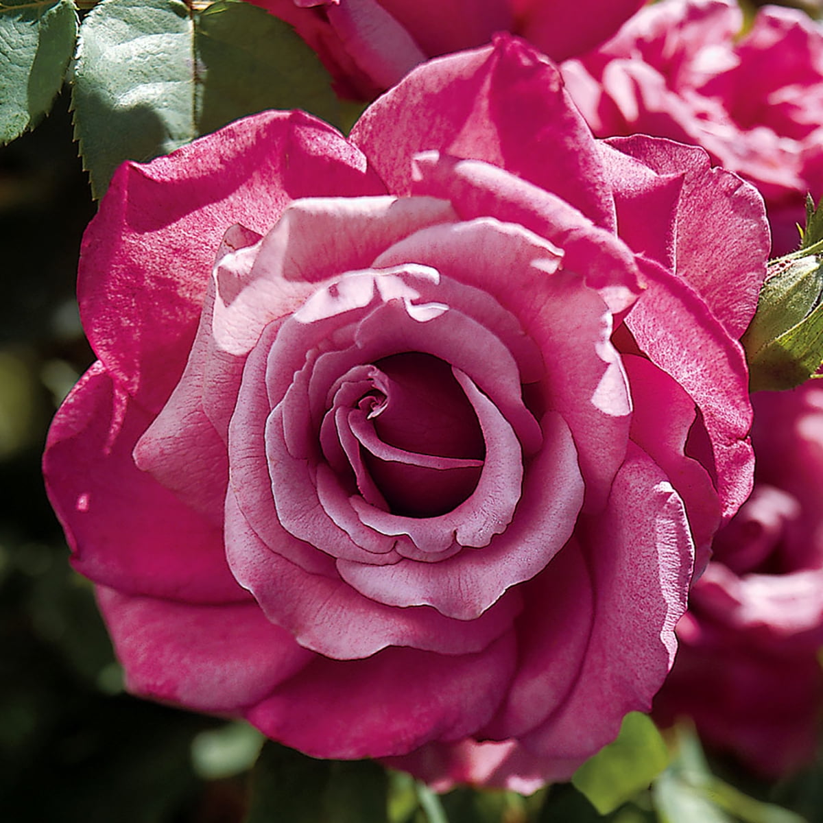 Heirloom 'JACbloom' Hybrid Tea Rose Bush - Fragrant - 4" Pot - Walmart.com