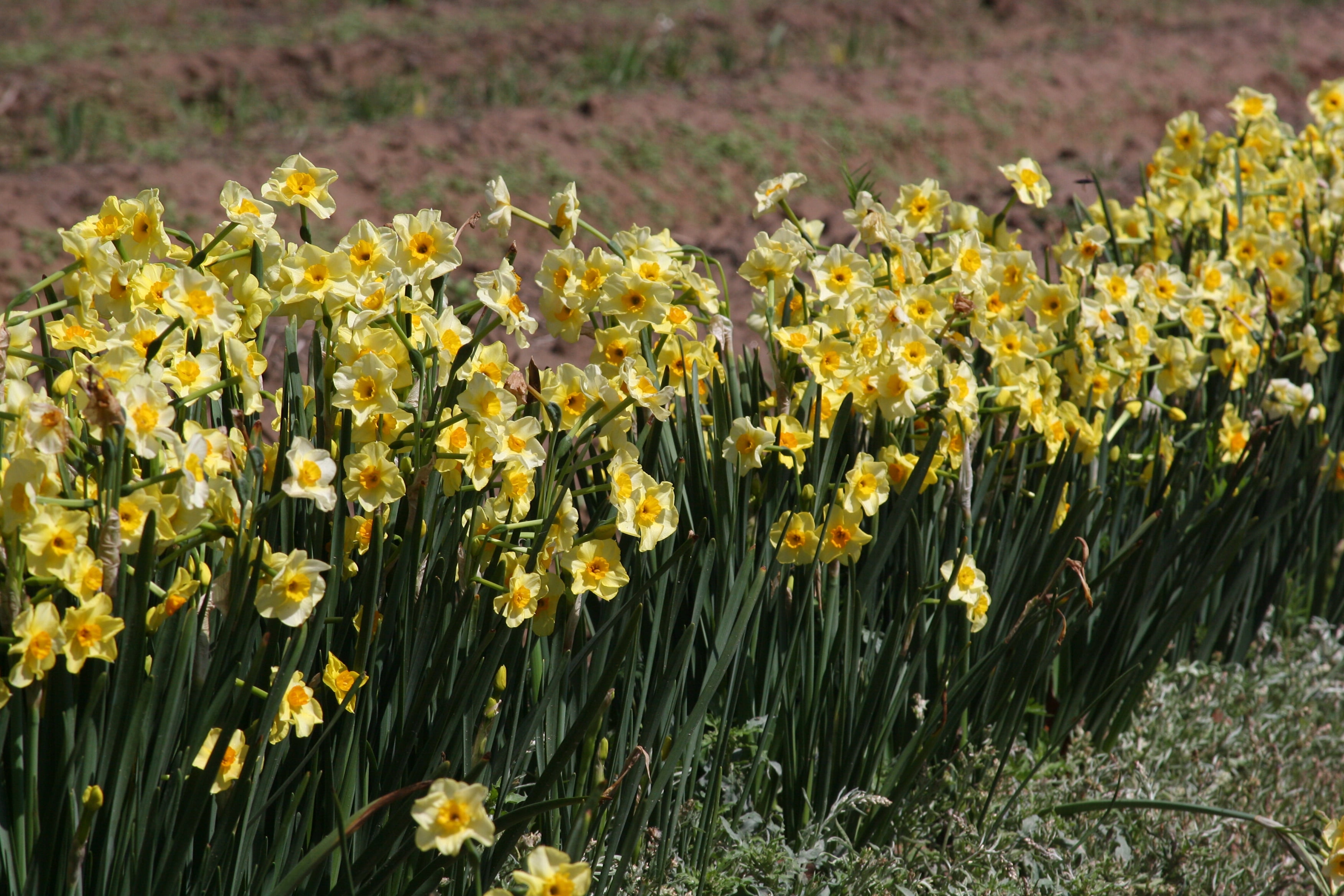 Southern Bulb Company 10-Pack Heirloom Narcissus 'Golden Dawn' Daffodil ...