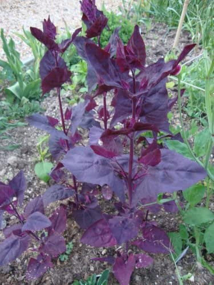 Heirloom PURPLE ORACH 200 SEEDS Mountain French Spinach Giant ...