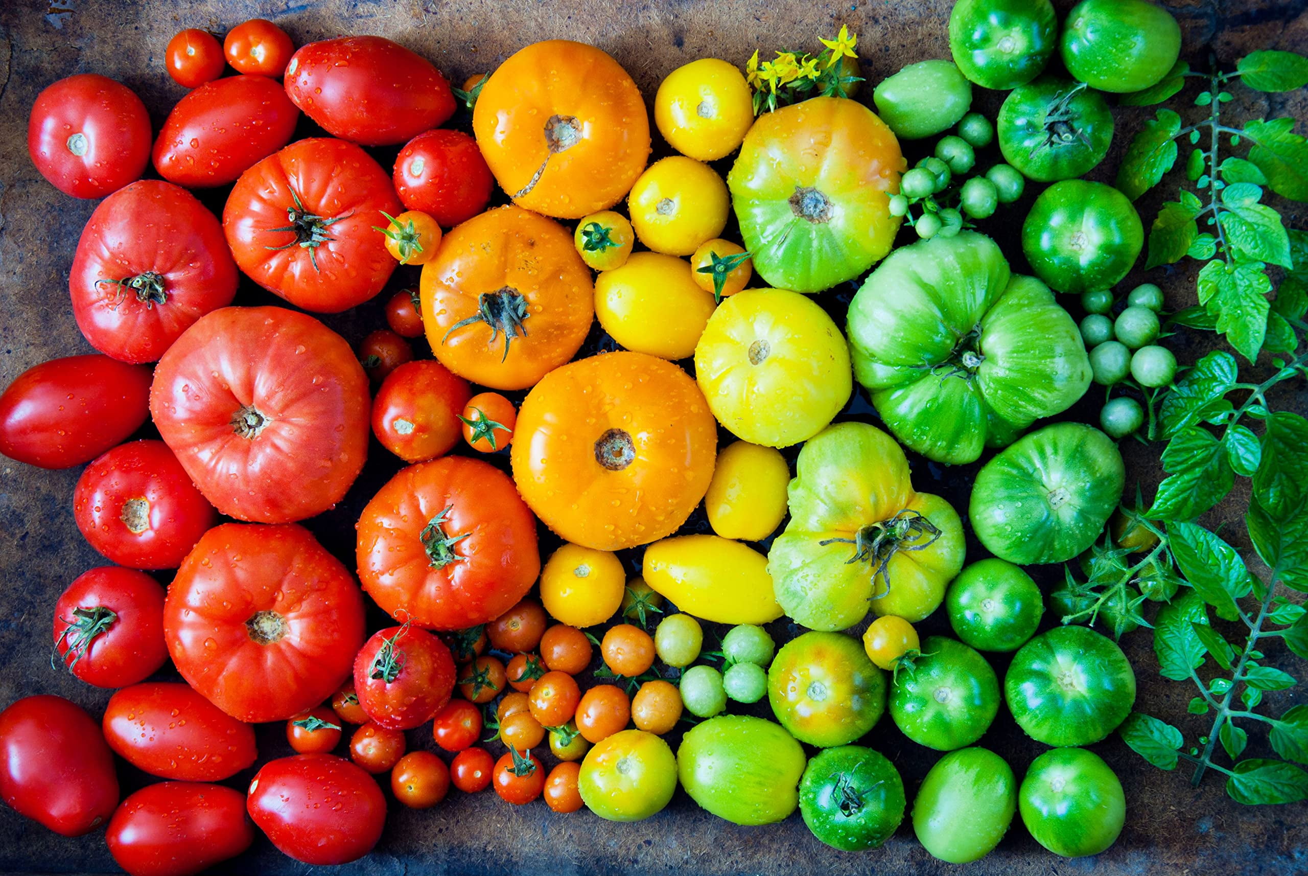 Heirloom Rainbow Mix Tomato Seeds - 100+ Seeds to Grow - Grow Mixed ...