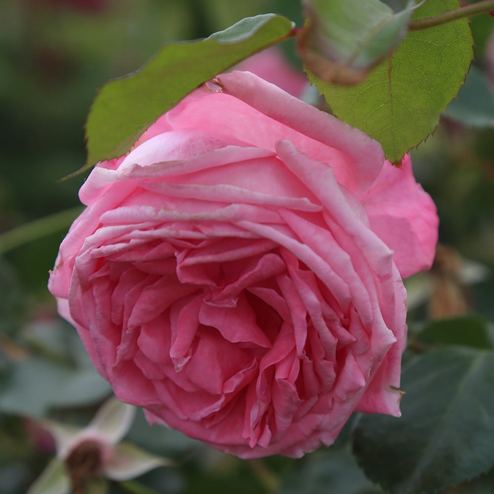 Heirloom Roses 12"-15" Pink Climbing Roses Live Plants in 1 gal ...