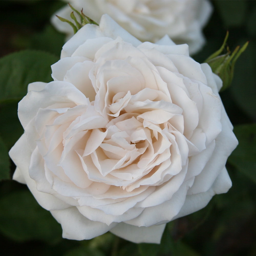 Heirloom Roses Live Double White Rose Plant - Floorshow Landscape Rose ...