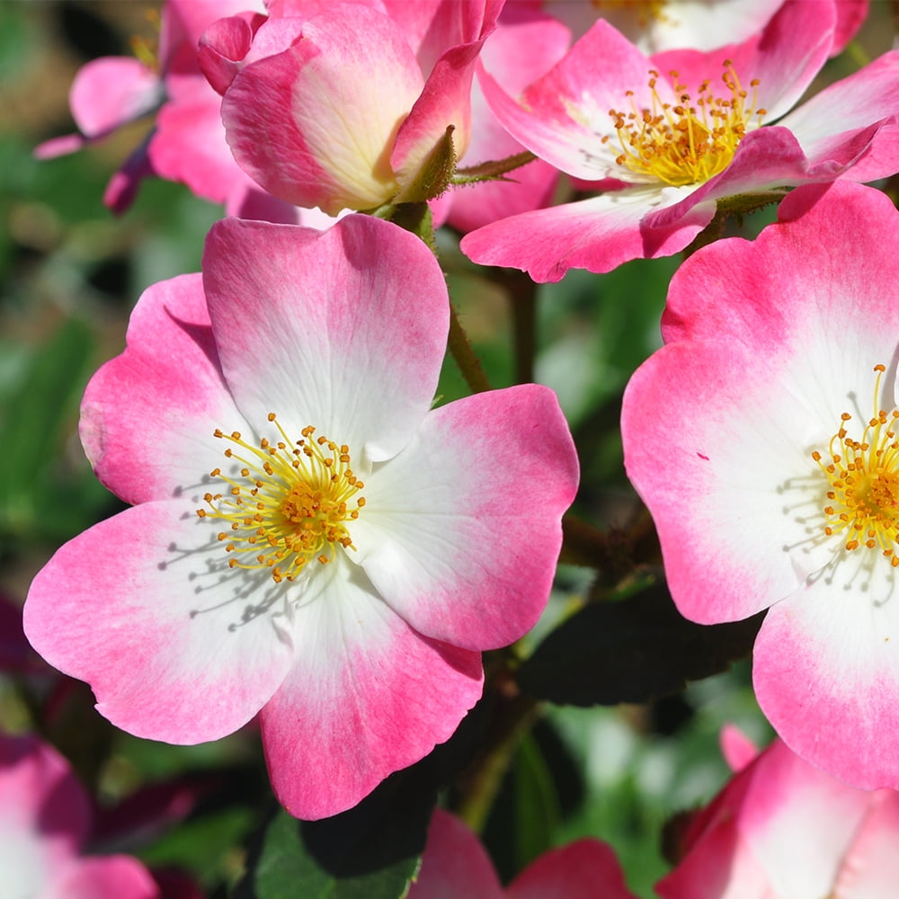 Heirloom Roses 15" bright carmine Red Bukavu Hybrid Musk Rose Live ...