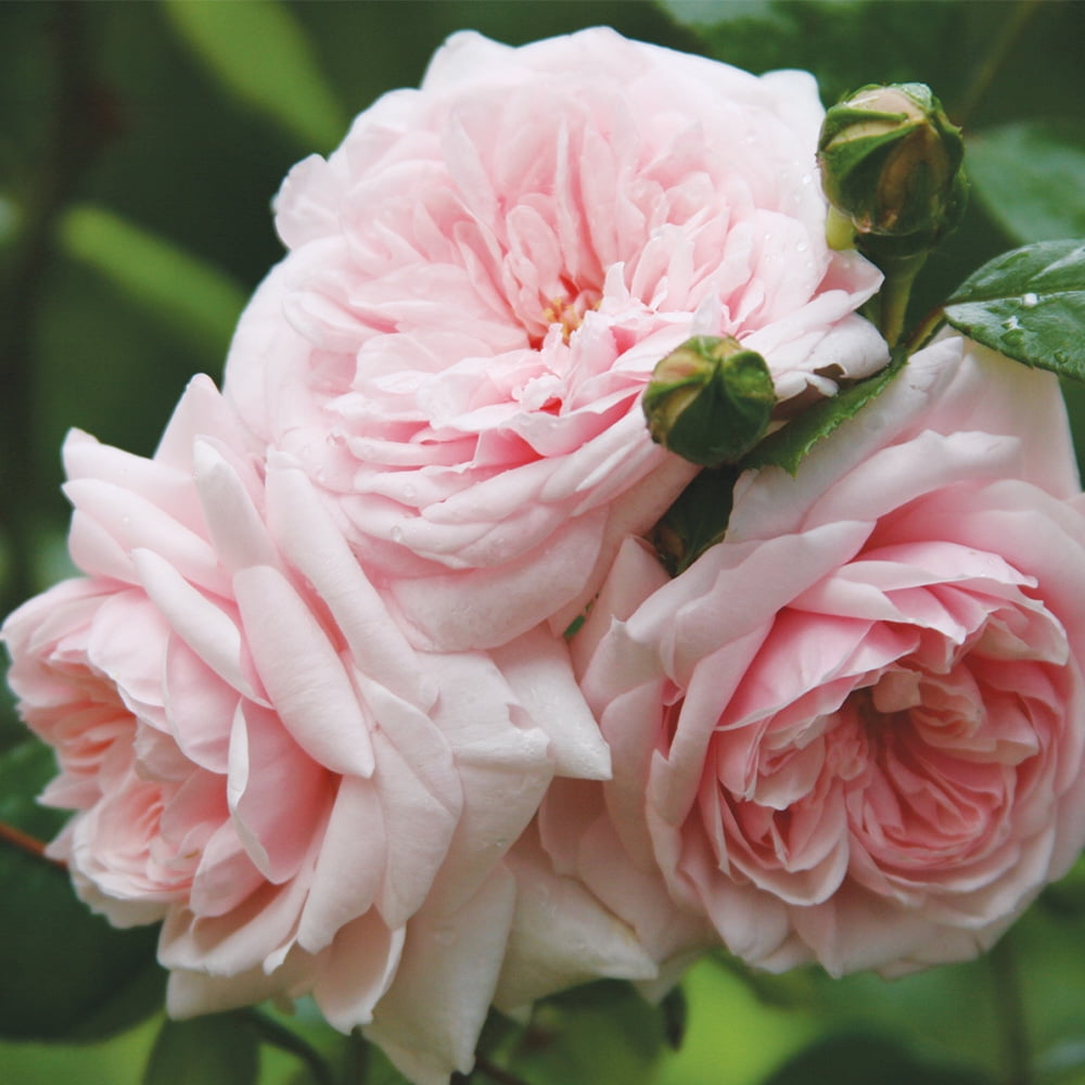 Heirloom Roses 16" Silvery Pink Awakening Climbing Rose Live Plants ...