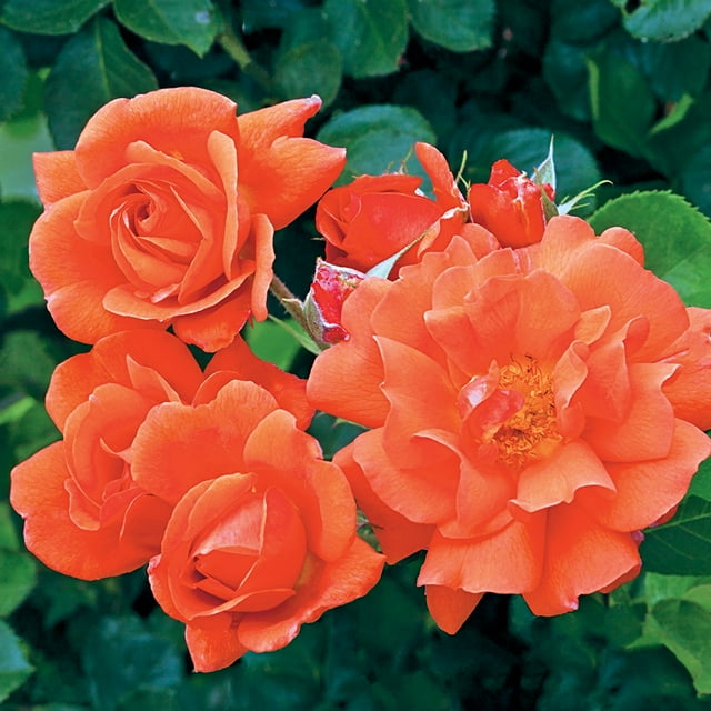 Heirloom Roses - Fresh Live Above All™ Climbing Rose Bush Plant ...