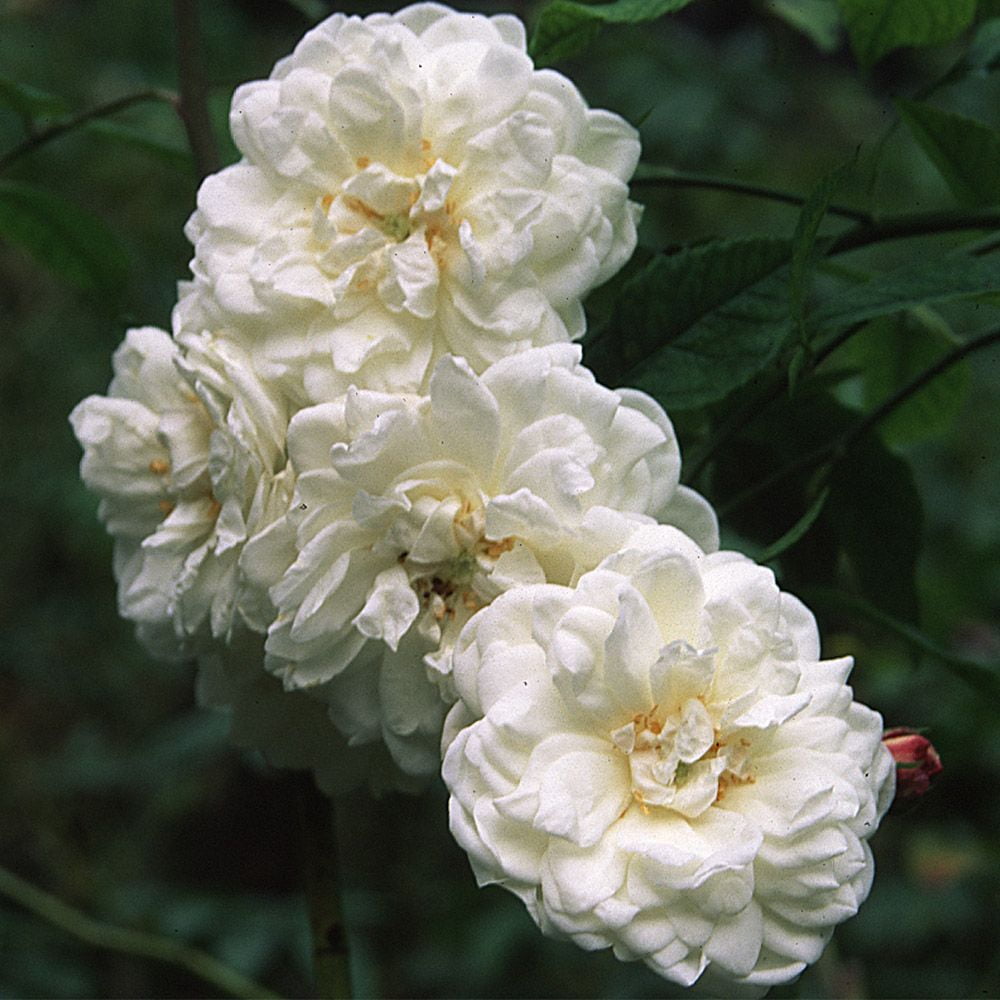 Heirloom Roses - Aimee Vibert Noisette Rose Plant - Live Plants For ...