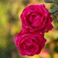 Heirloom Roses - Alexander Mackenzie Hardy Rose Bush - Walmart.com