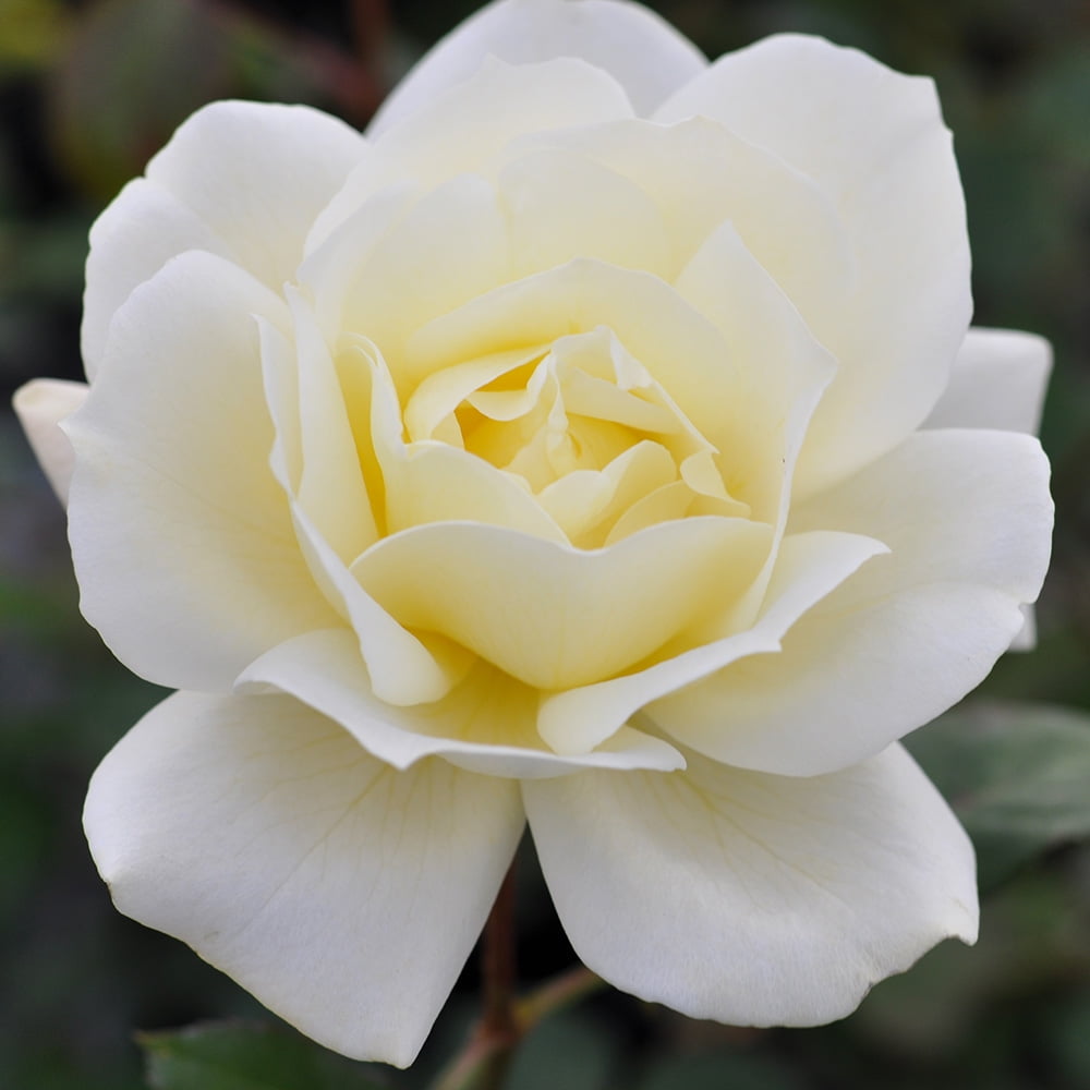 Heirloom Roses - April Moon Hardy Rose Plant - Walmart.com