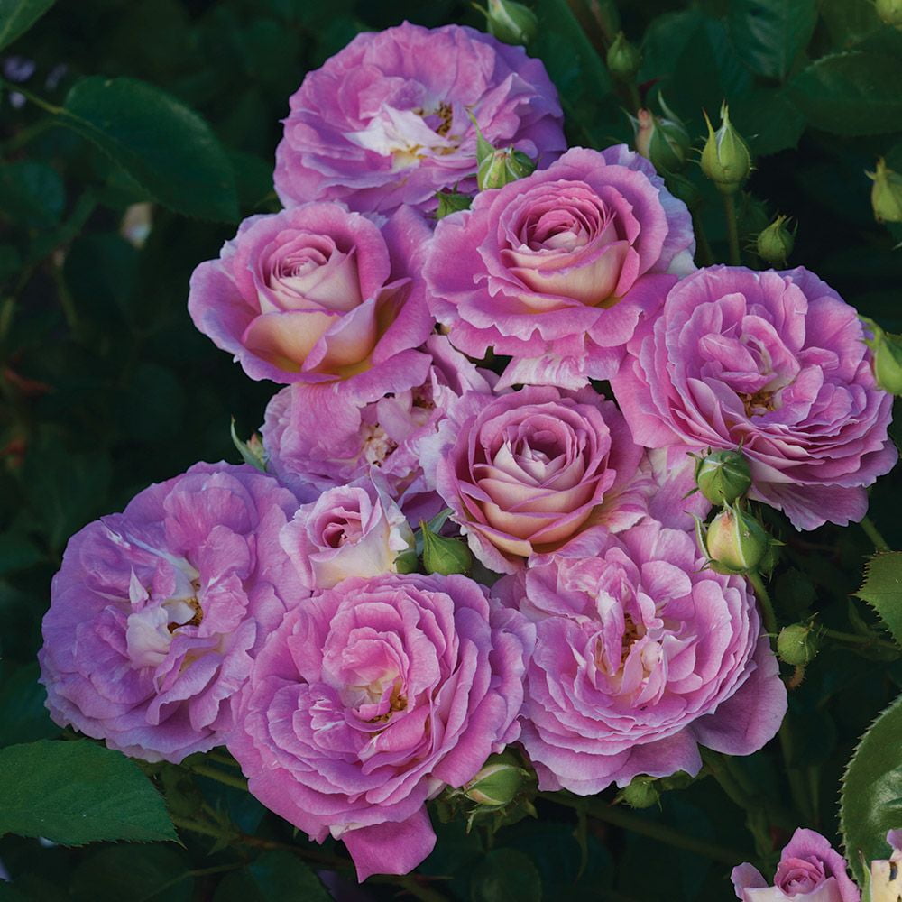 Heirloom Roses - Arctic Blue Floribunda Rose Bushes - Live Plant ...