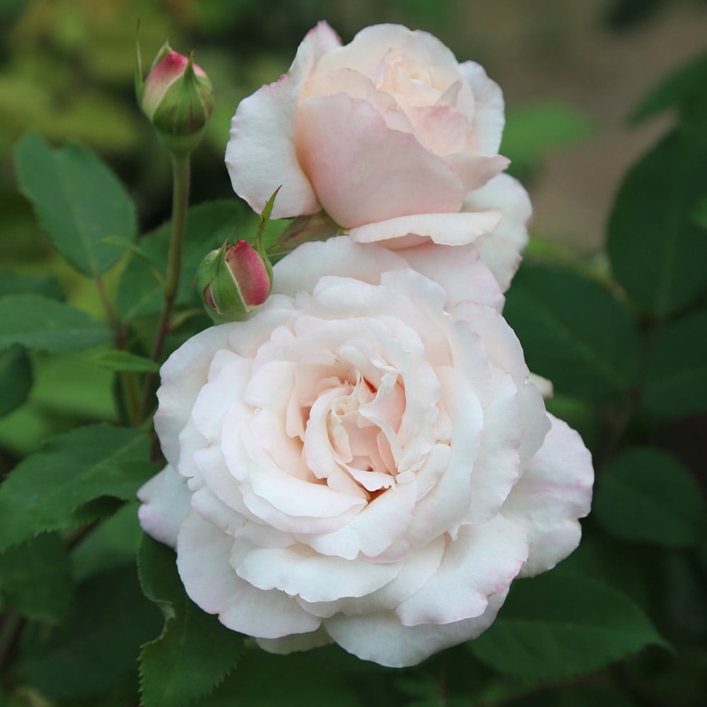 Heirloom Roses - Premium Belinda's Blush Shrub Rose Bush with Real ...