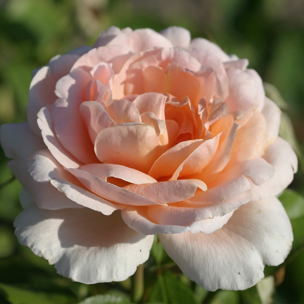 Heirloom Roses - Betty White™ Hybrid Tea Rose Plant - Fragrant Roses ...
