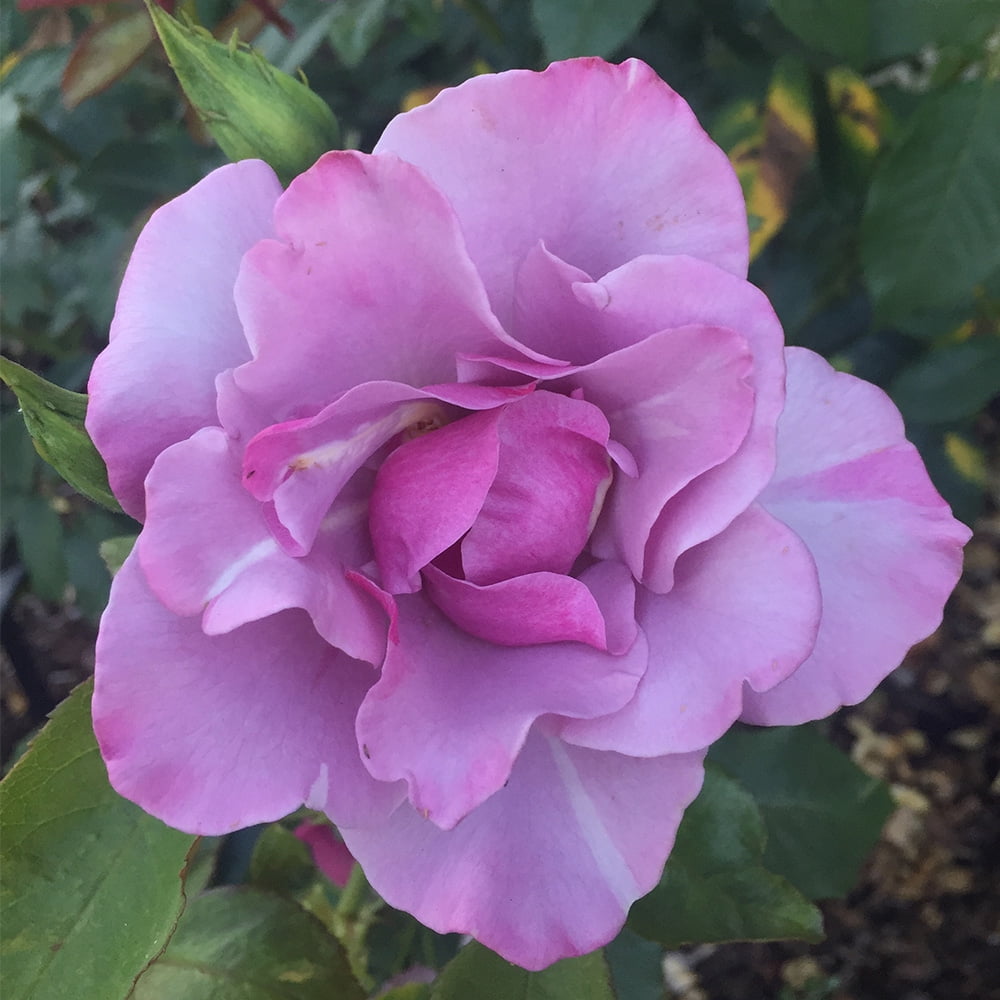 Heirloom Roses - Blueberry Hill Shrub Rose Plant - Lavender Colored ...