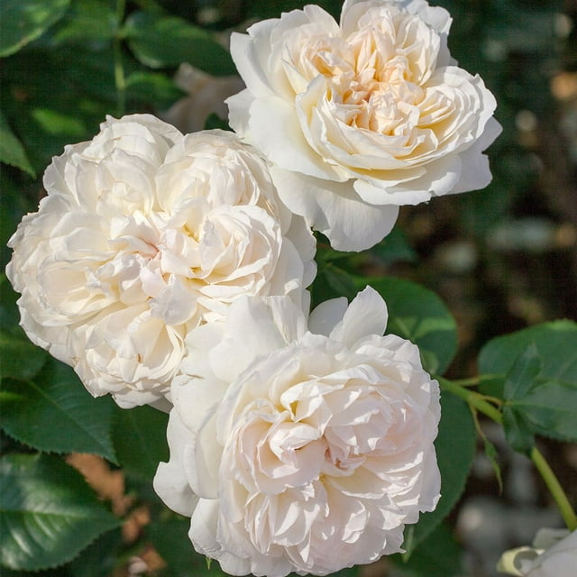 Heirloom Roses - Bolero Rose Bush - White Floribunda Rose Plants ...