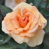 Heirloom Roses - Brandy™ Hybrid Tea Rose Bush - Orange Roses Live ...