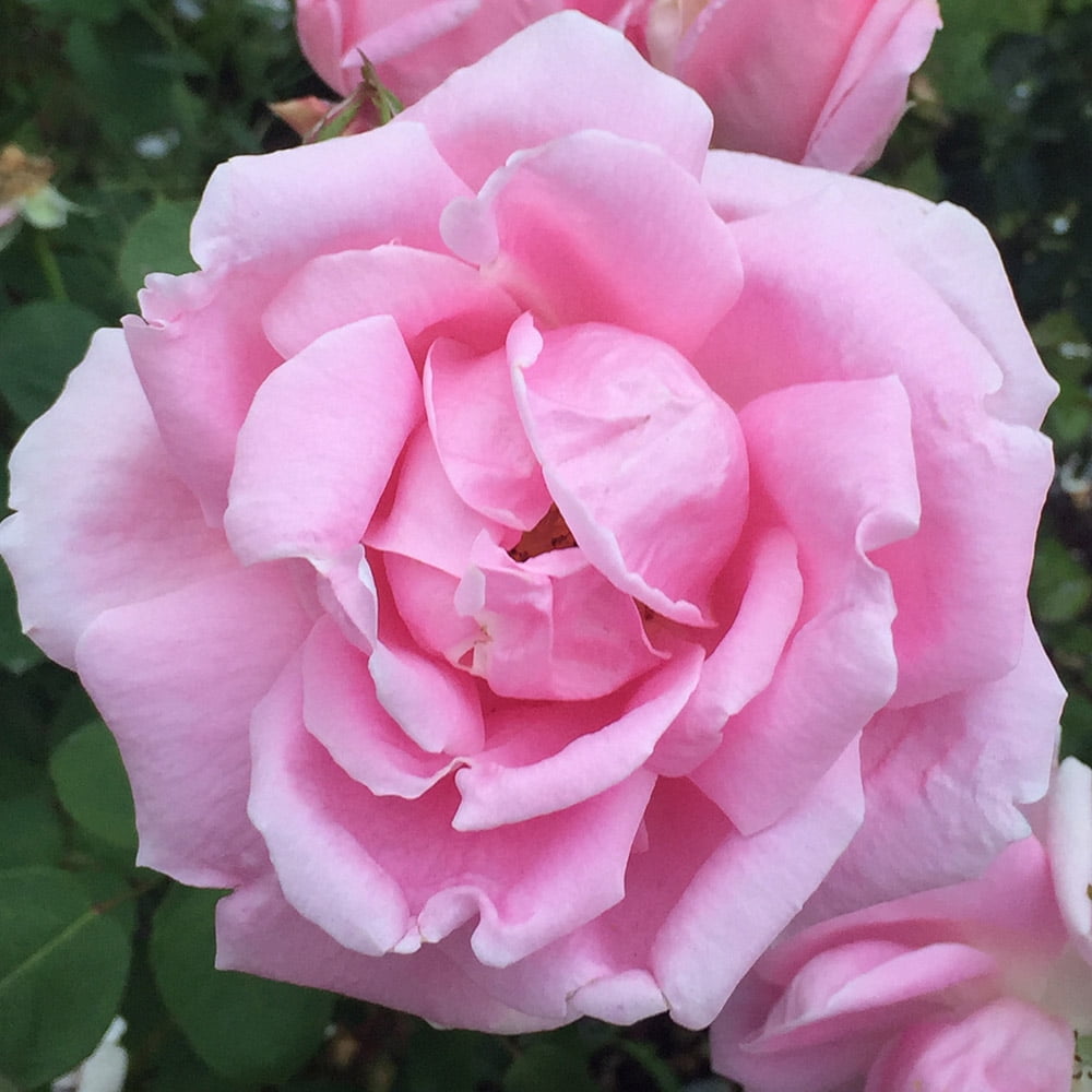 Heirloom Roses - CL Mme Caroline Testout Climbing Roses Rose Plant ...