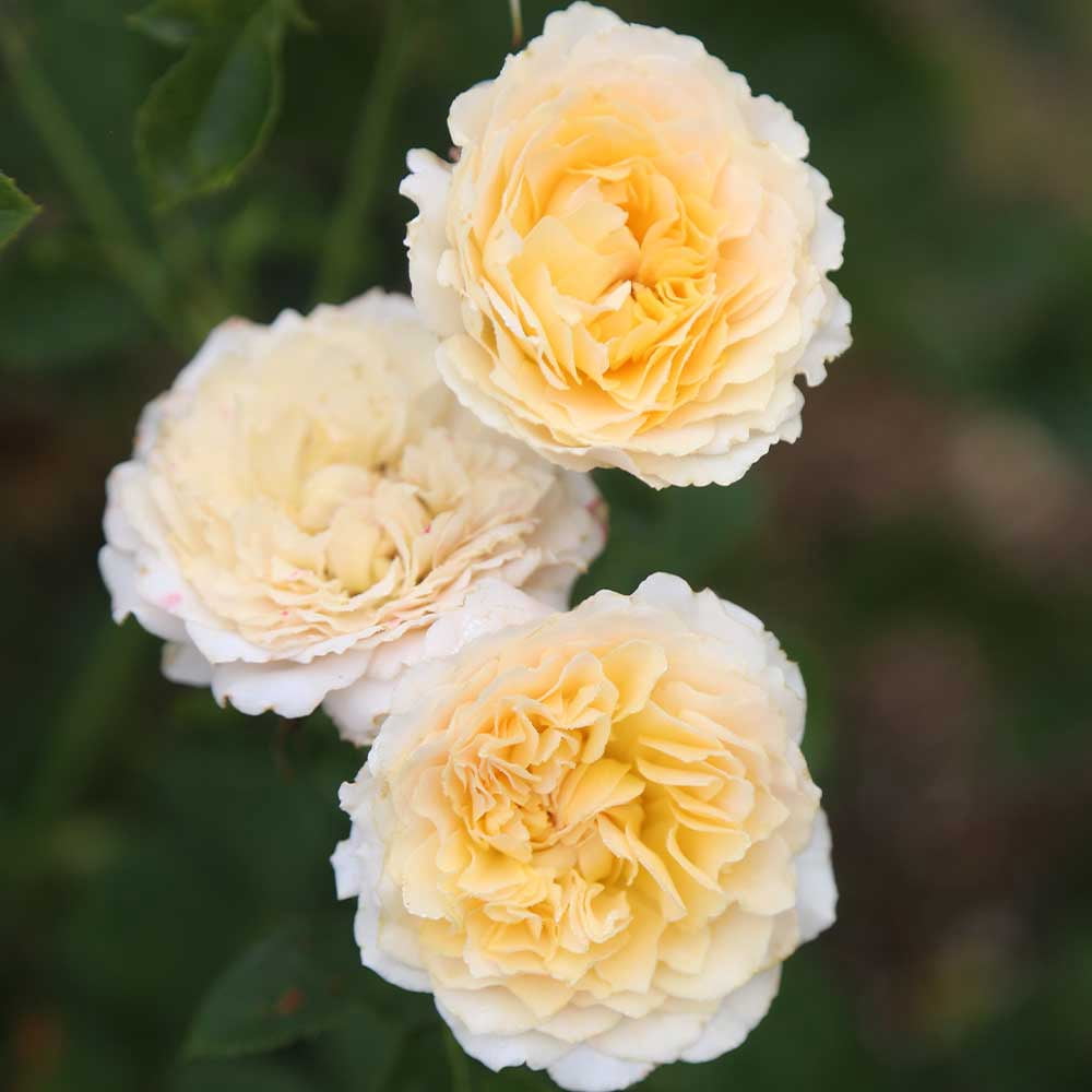 Heirloom Roses - Celtic Pride™ English Legend Rose Bush - Live Rose ...
