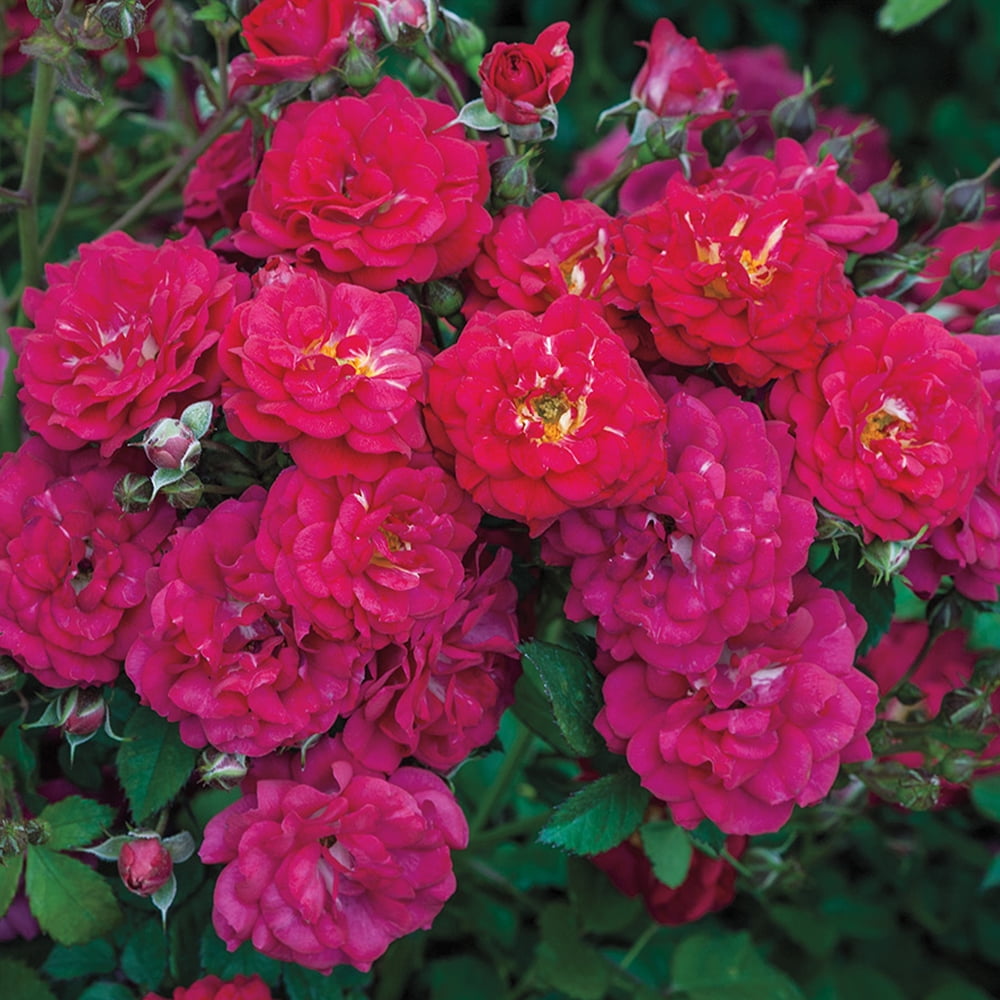Heirloom Roses - Children's Hope™ Shrub Rose Bush - Walmart.com
