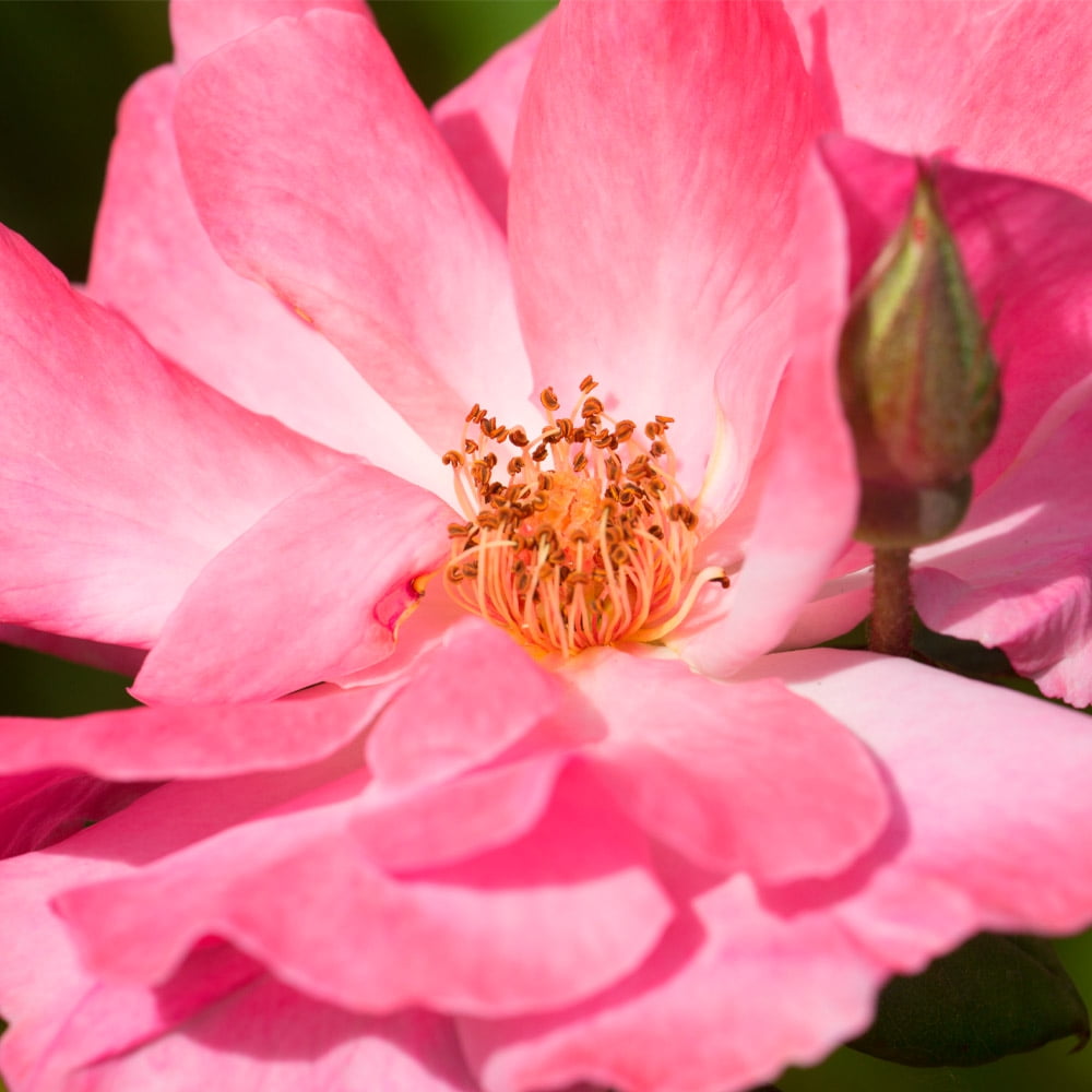 Heirloom Roses - Live Clair Matin¬Æ Shrub Rose Plant, Delivered Outdoor ...