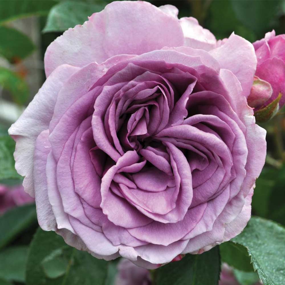 Heirloom Roses - Arborose Quicksilver, Purple Climbing Rose Bush, Live ...