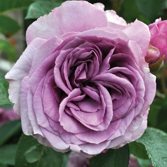 Heirloom Roses - Arborose Quicksilver, Purple Climbing Rose Bush, Live ...