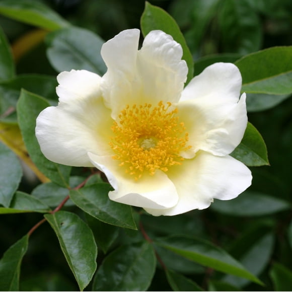 Climbing Roses Bushes