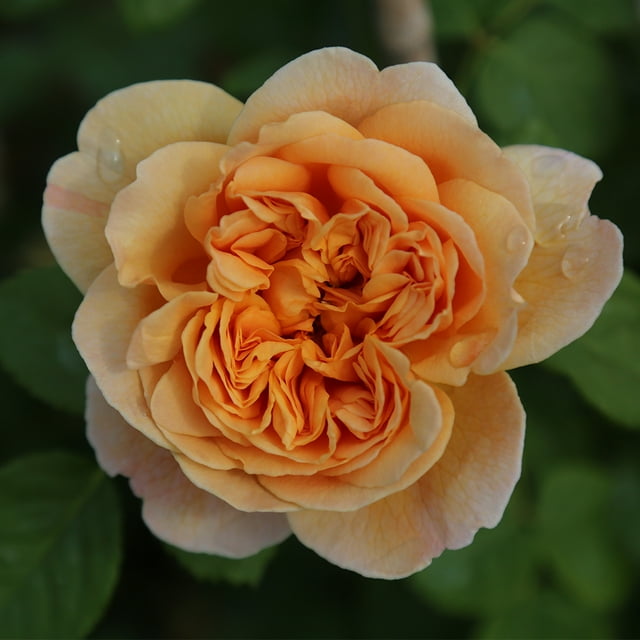 Heirloom Roses Climbing Rose Plant - Apricot Impressionist™ Fragrant ...
