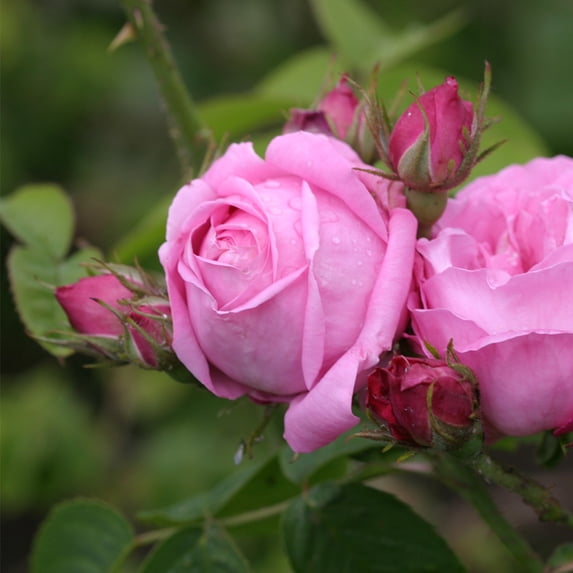 Heirloom Roses - Ready Delivered, Outside Potted, Coupe D' Hebe ...