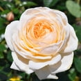 Heirloom Roses - Cream Abundance™ English Legend Rose Plant - Live Rose ...