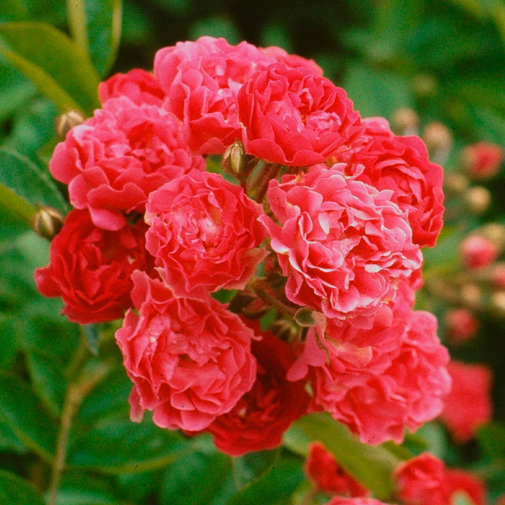 Heirloom Roses Crimson Rambler Rambling Rose Bush Live Plant - Walmart.com