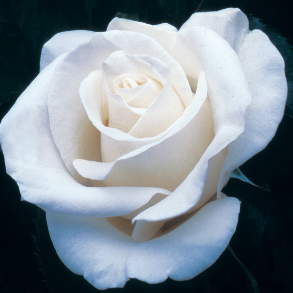 Heirloom Roses - Live Real Fresh White Crystalline Hybrid Tea Rose ...