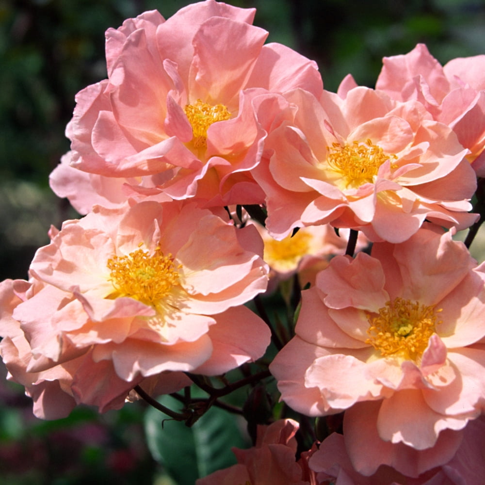 Heirloom Roses - Dancing In The Wind™ Hybrid Musk Rose Bush - Walmart.com