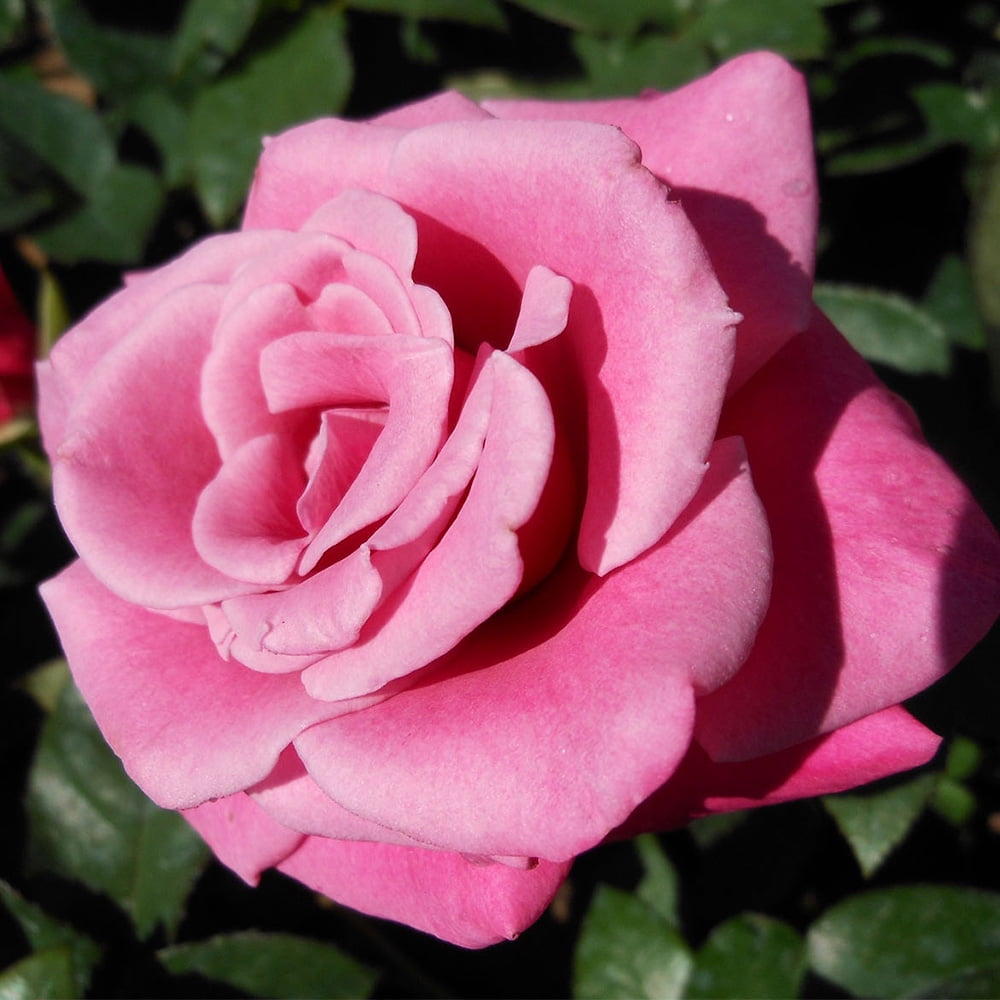 Heirloom Roses 15" Green Miniflora Rose Live Plant - Walmart.com