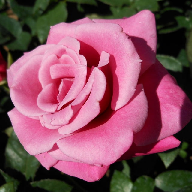 Heirloom Roses 15" Green Miniflora Rose Live Plant - Walmart.com