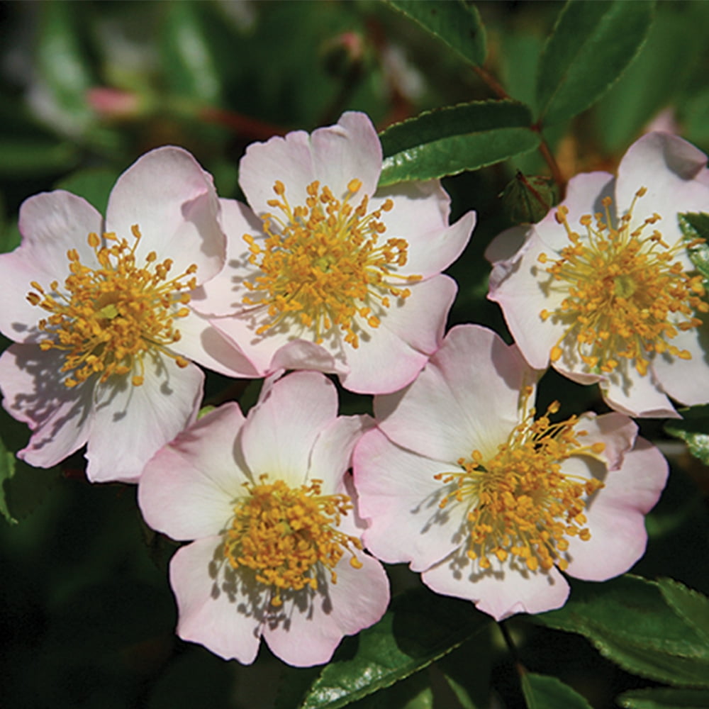 Heirloom Roses - Dreaming™ Rambling Rose Rose Plant - Walmart.com