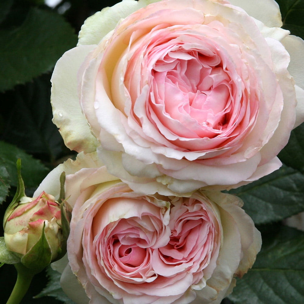 Heirloom Roses Eden Climbing Plant, Pink Climbing Rose, Live Plants, 10 ...