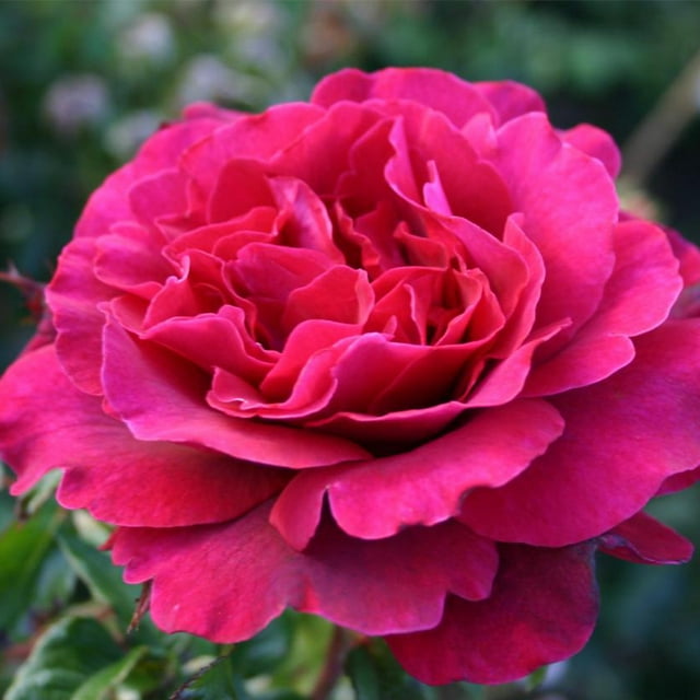 Heirloom Roses - Eleganza® Gypsy Soul Hybrid Tea Rose Bush - Walmart.com