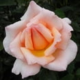 Heirloom Roses Compassion Rose Plant, Apricot Copper Gold Blooms ...
