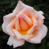 Heirloom Roses Compassion Rose Plant, Apricot Copper Gold Blooms ...