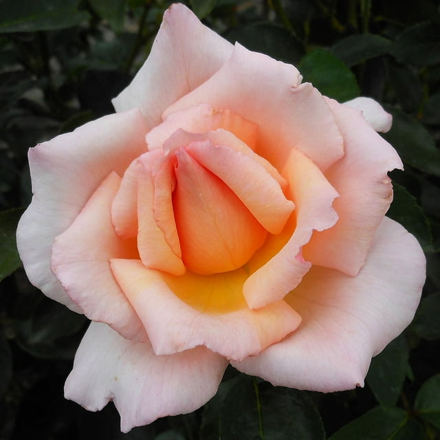 Heirloom Roses English Legend Rose Bush - The Compassion® Fragrant Rose ...