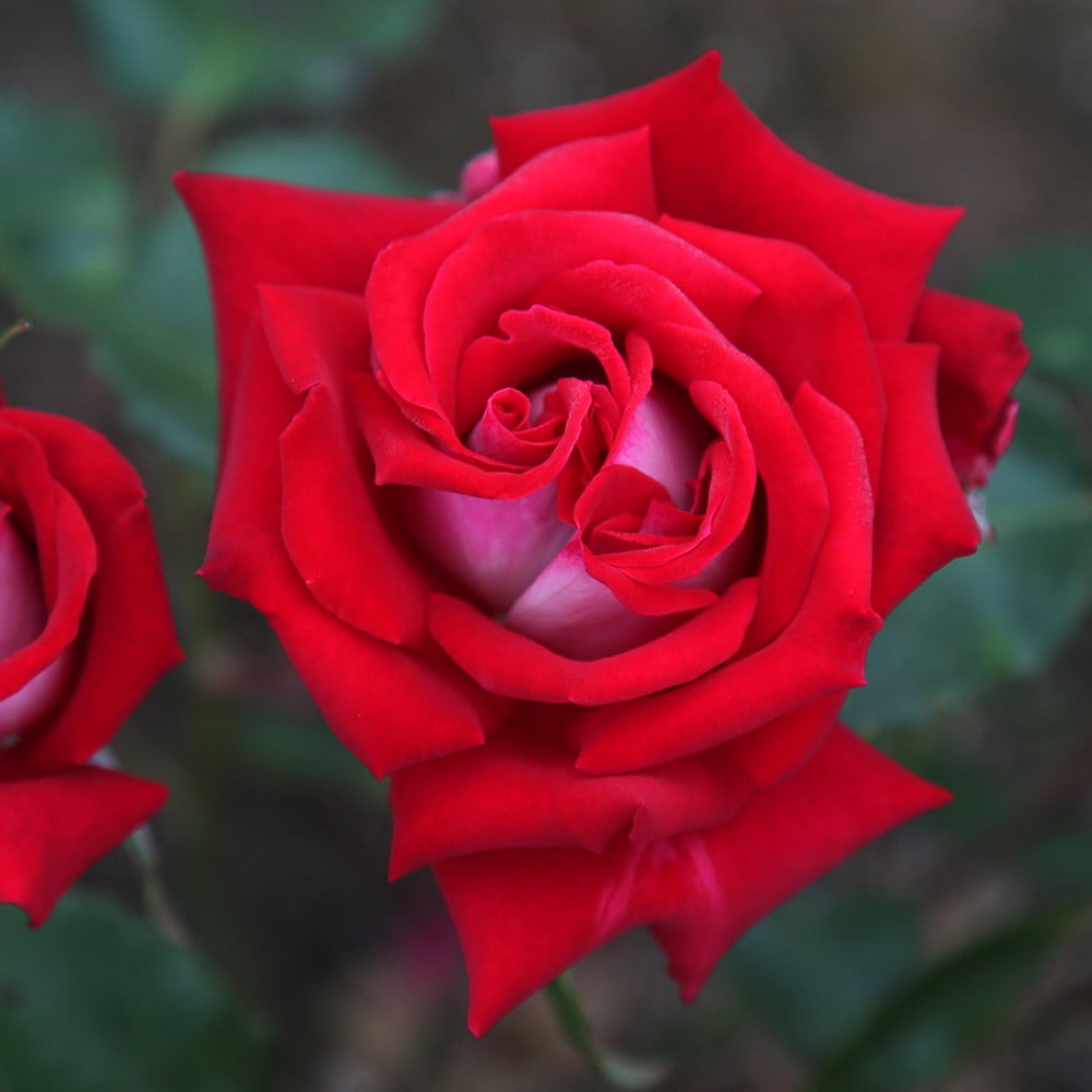 Live Delivered Heirloom Roses - Fire 'N' Ice Floribunda Rose Plant ...
