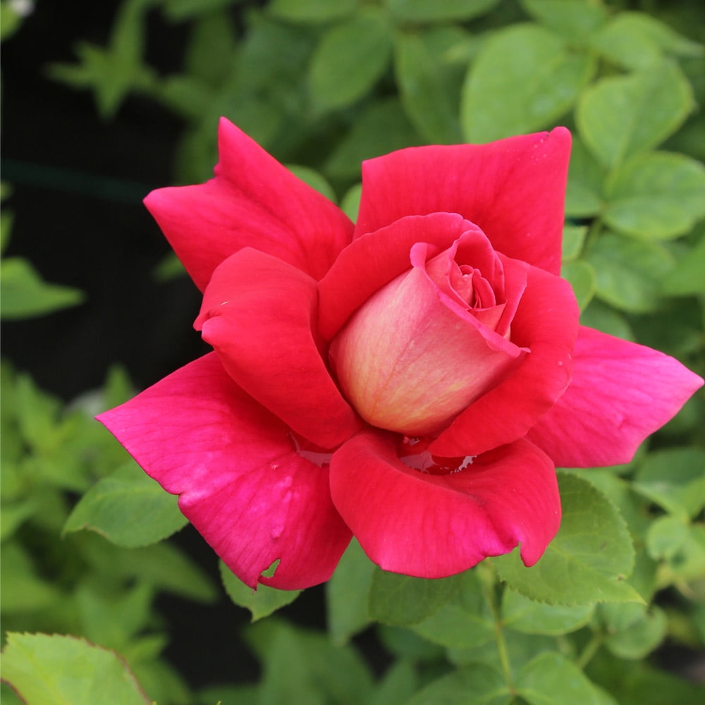 Heirloom Roses - Live 'Flaming Peace' Hybrid Tea Rose Plant - Multi ...