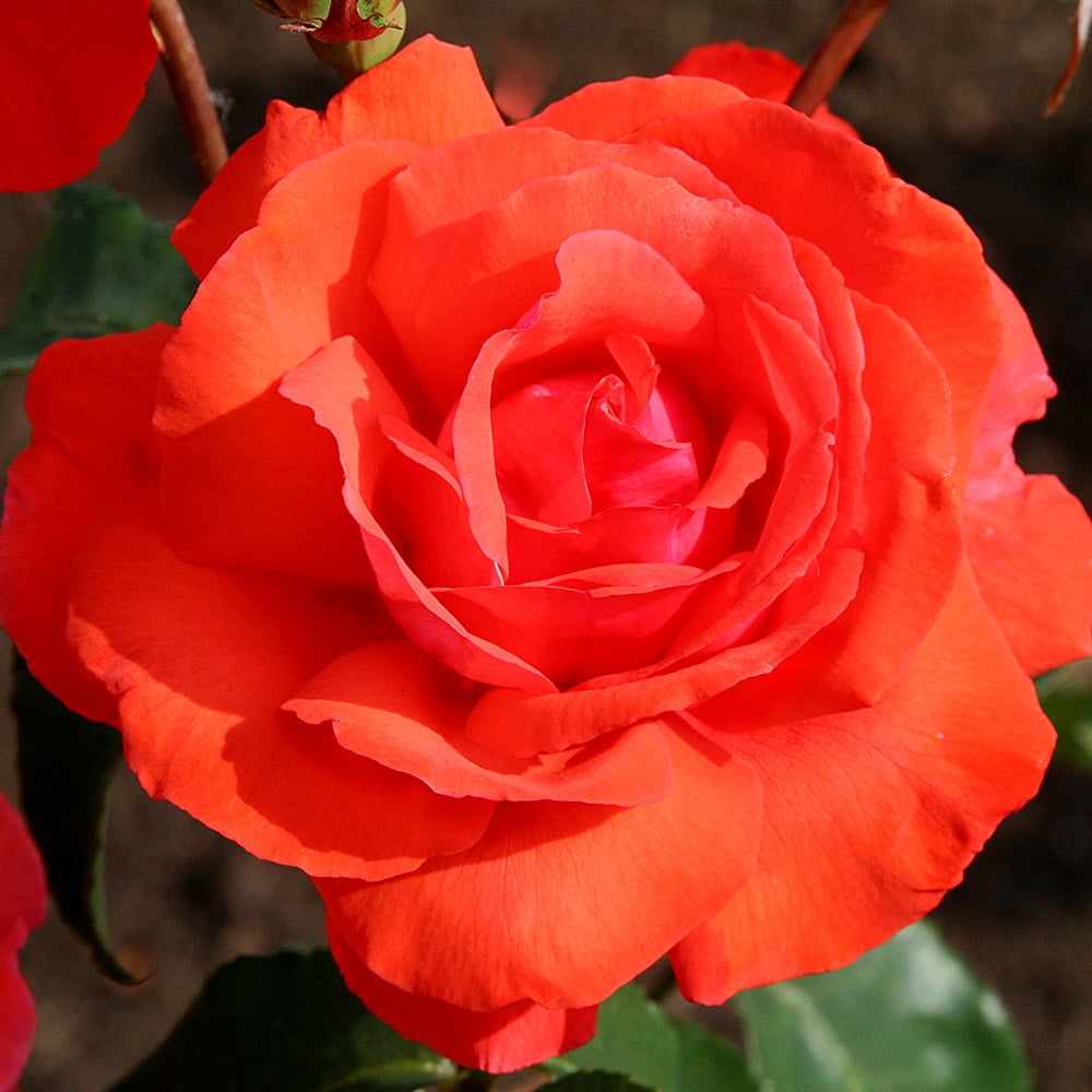 Heirloom Roses - Fragrant Cloud Hybrid Tea Rose Bush, Live Real Plants ...