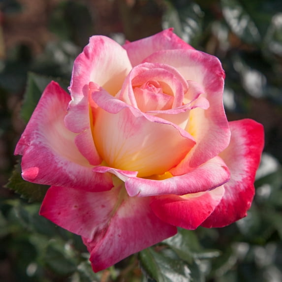 Heirloom Roses Fragrant Rose Bush - Enchanted Peace Rose Plant ...
