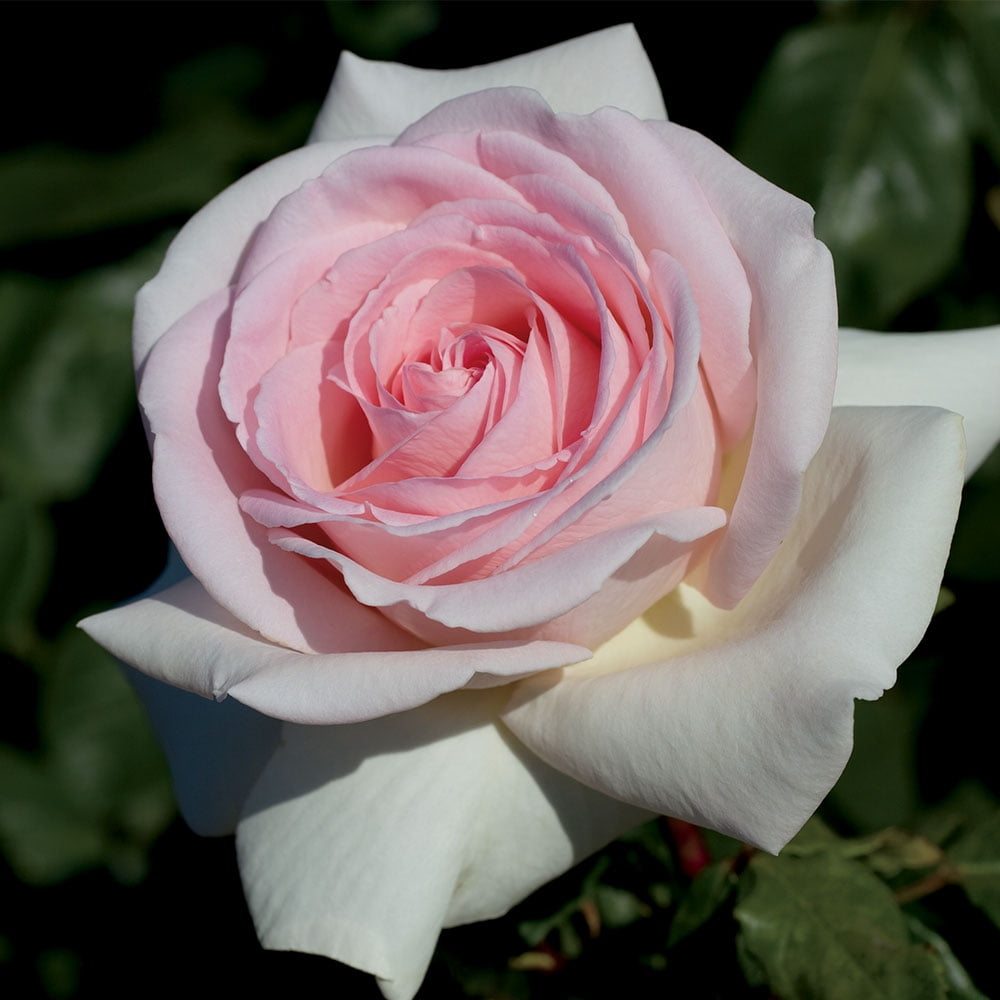 Heirloom Roses - Live Francis Meilland® Hybrid Tea Rose Bush - Garden ...