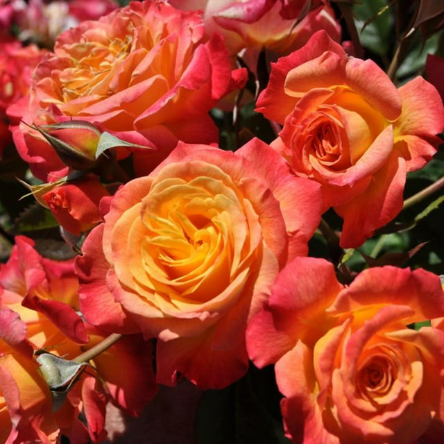 Heirloom Roses - Garden Delight™ Floribunda Rose Bush - Walmart.com