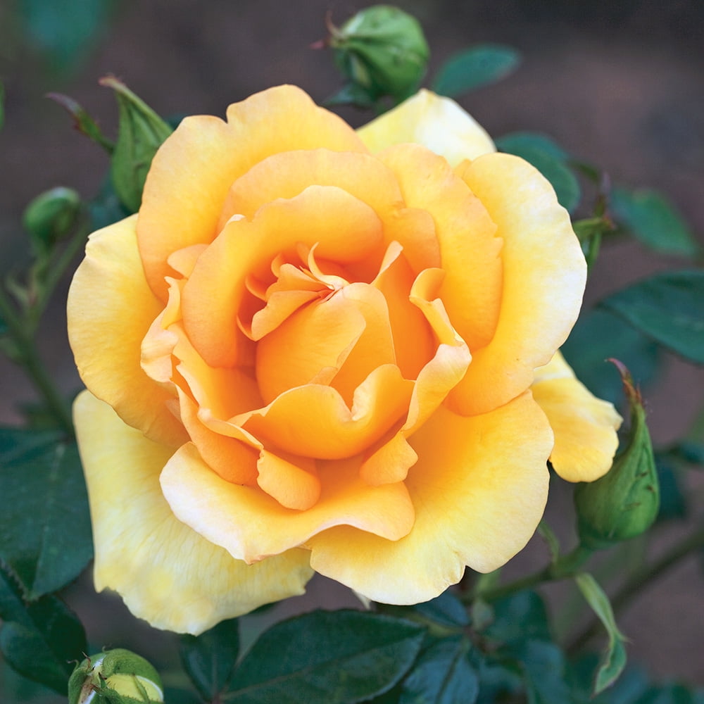 Heirloom Roses - Gold Struck™ Grandiflora Rose Bush - Walmart.com