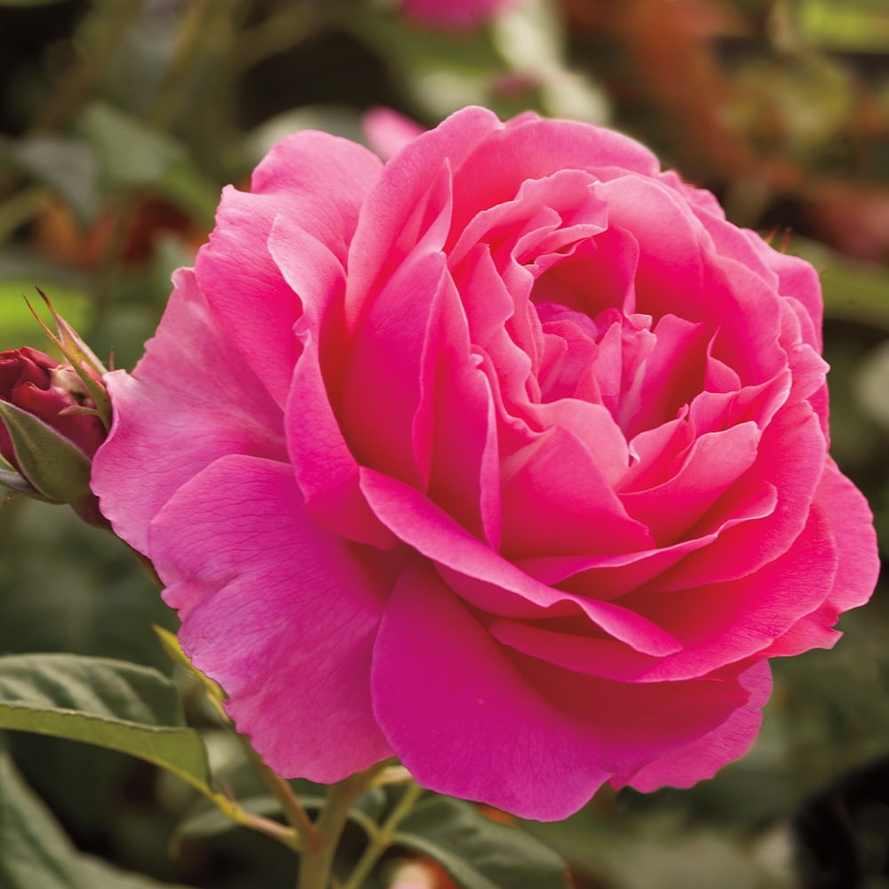 Heirloom Roses 5'-6' Deep Rose Pink Hybrid Tea Rose Live Plants in 1 ...