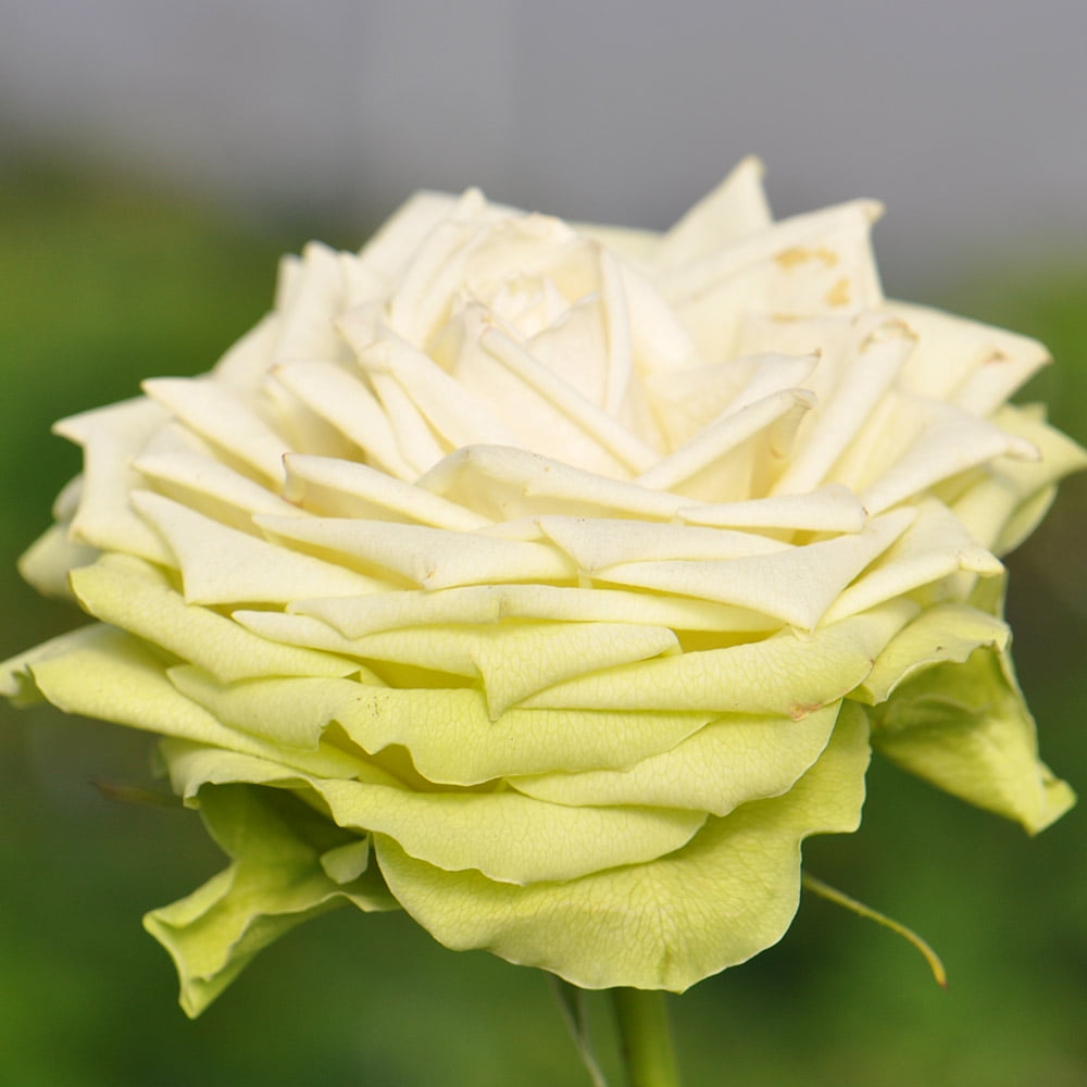 Heirloom Roses - Green Romantica® Hybrid Tea Rose Plant - Walmart.com