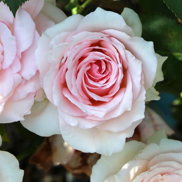 Heirloom Roses - Hawkeye Belle Hardy Rose Plant - Walmart.com