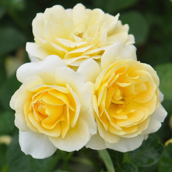 Heirloom Roses - Honor Elizabeth English Legend Rose Plant - Fragrant ...